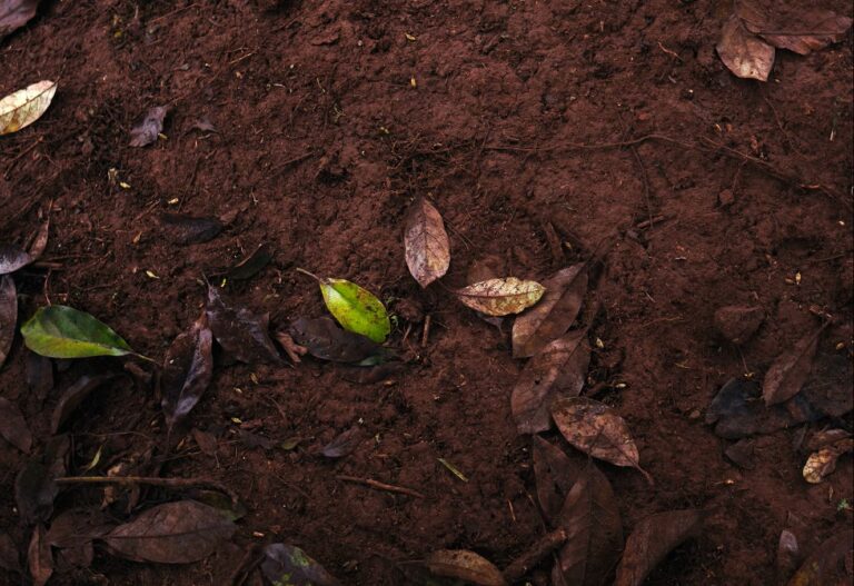Potassium Humate Is Used For Soil Fertility - Saint Humic Acids
