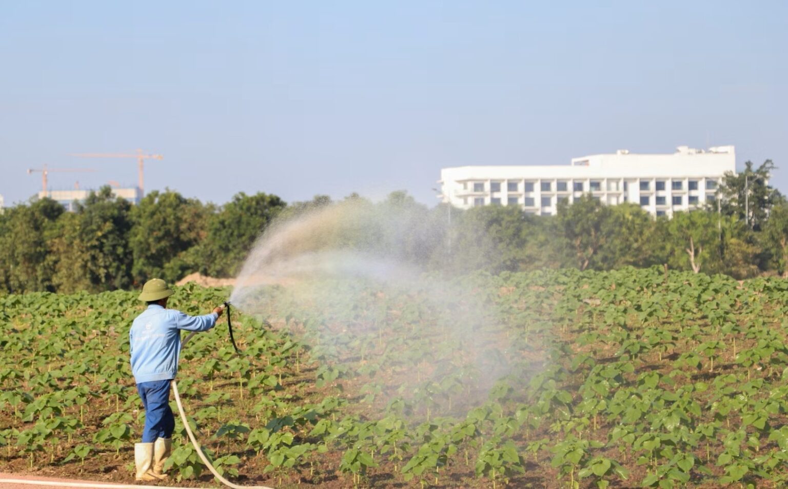 Fulvic Acid Benefits - Saint Humic Acids